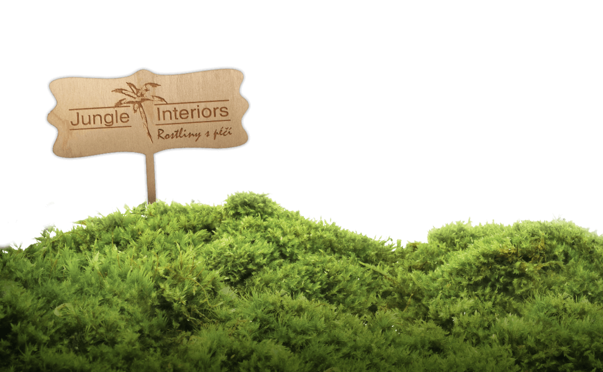 The Extraordinary NAAVA Air Purifier | JUNGLE INTERIORS, s.r.o.