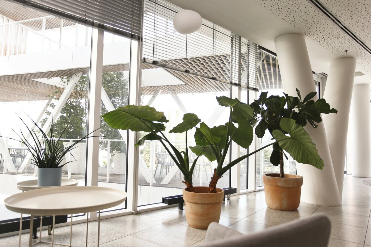 Care of Existing Plants | JUNGLE INTERIORS, s.r.o.