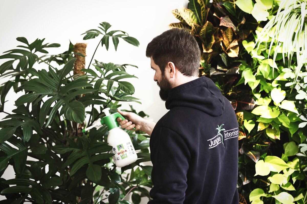 Revitalization of Existing Plants | JUNGLE INTERIORS, s.r.o.