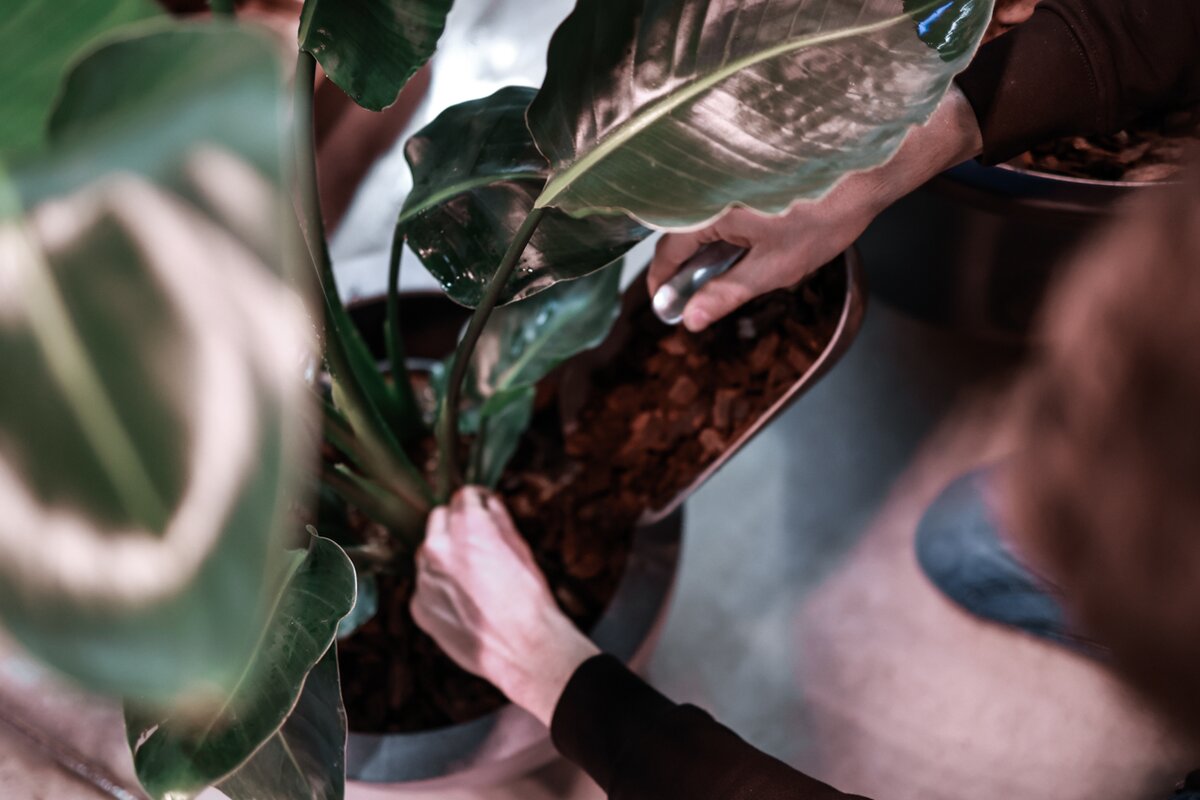 Revitalization of Existing Plants | JUNGLE INTERIORS, s.r.o.