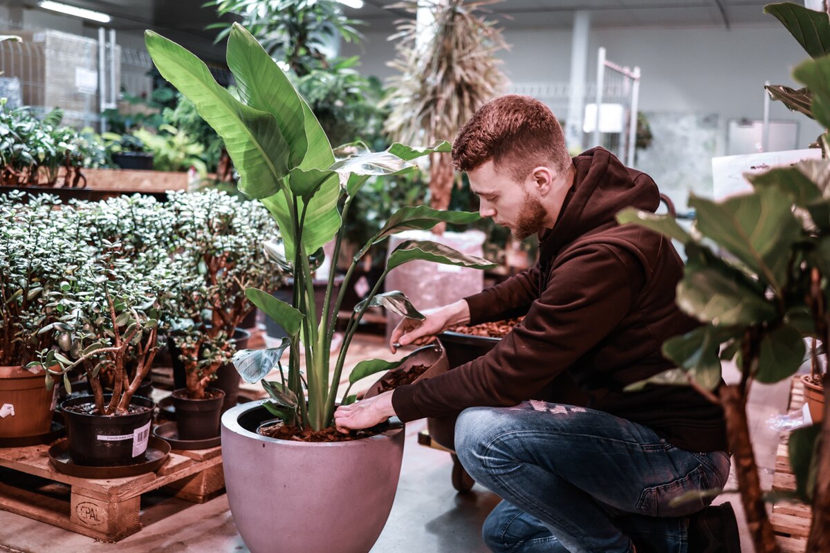 Revitalization of Existing Plants | JUNGLE INTERIORS, s.r.o.