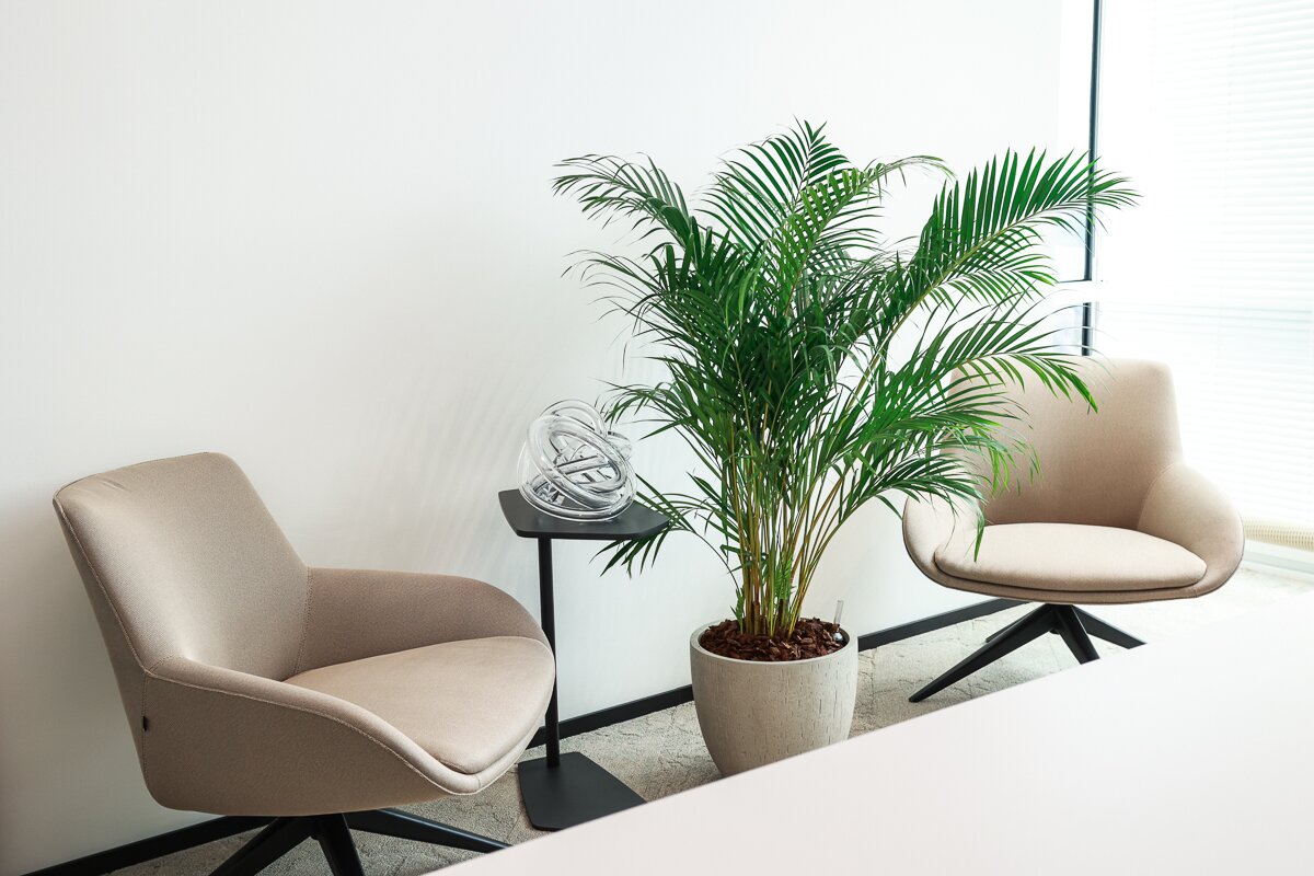 Choosing the right plant species for a particular space is key | JUNGLE ...